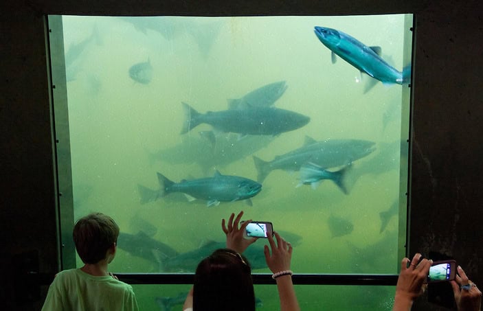 Ballard Locks fish ladder is chock-full of salmon right now - My Ballard