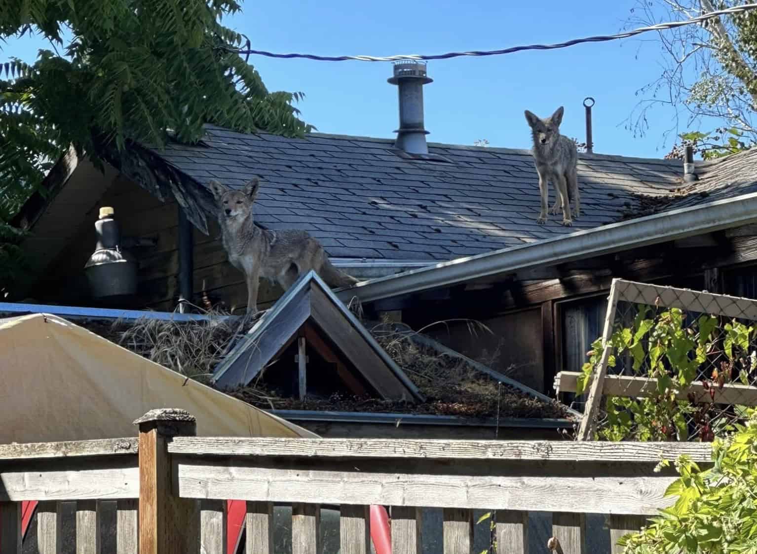 Brazen coyotes scale roof of Ballard home - My Ballard